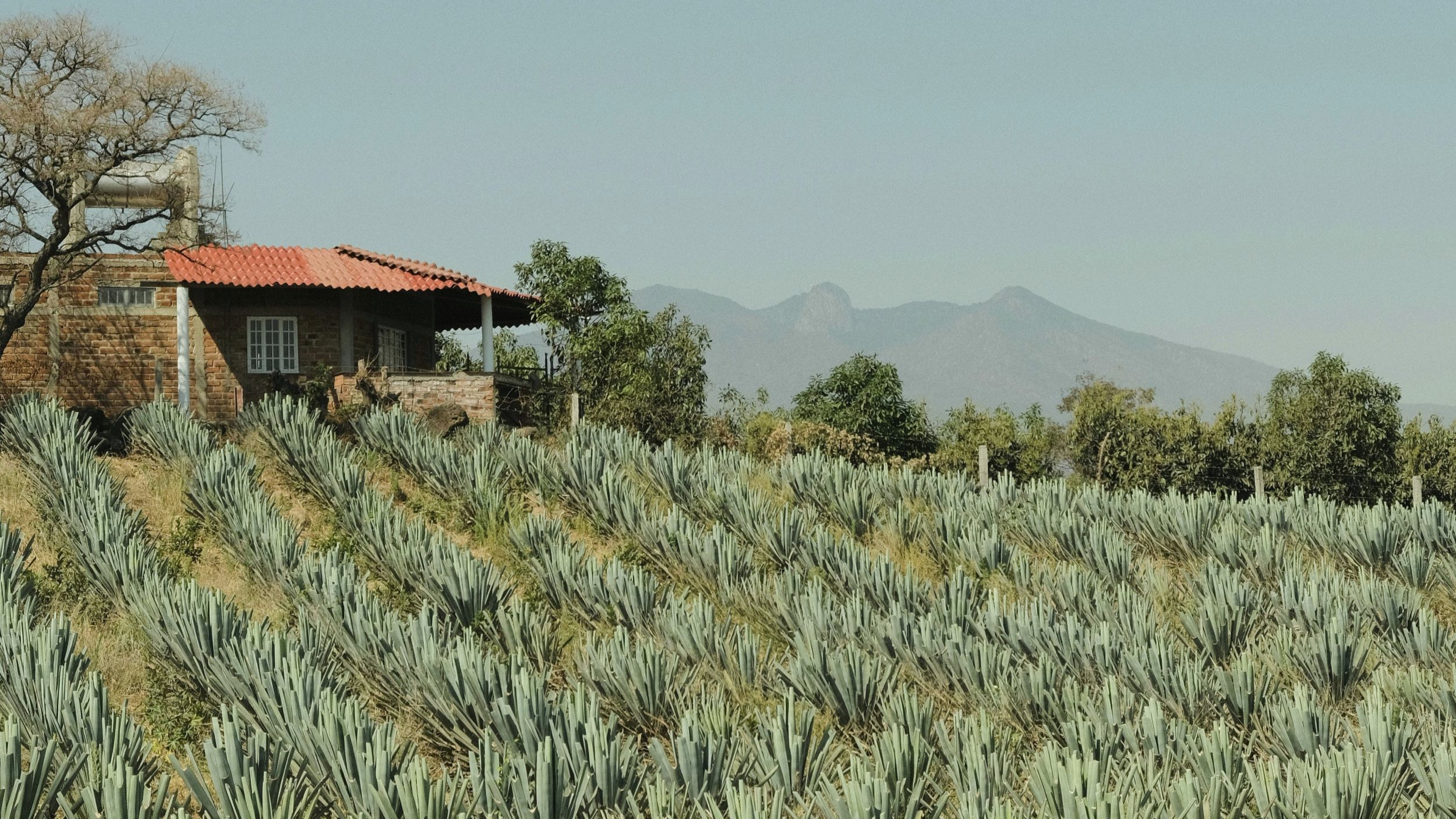 Tequila in Mexico: Day Trip from Guadalajara | #ExperienceTransat