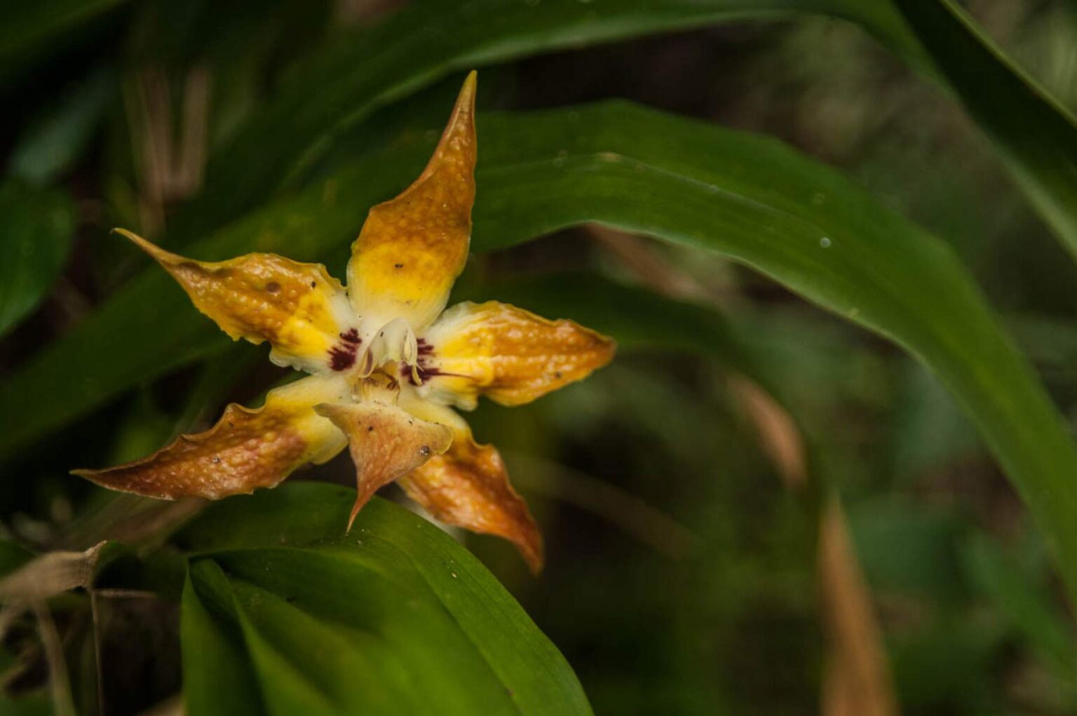 Santa Fe in Panama: Rural Tourism | Experience Transat