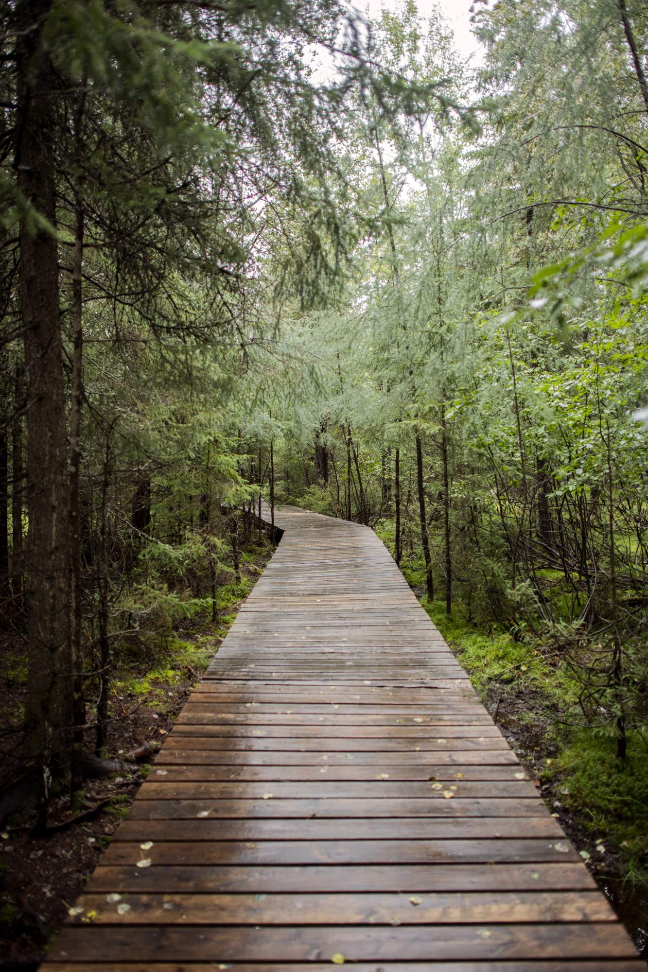 Un voyage nature en Abitibi-Témiscamingue | #ExperienceTransat