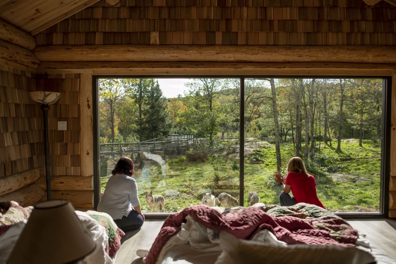 Wildlife Observation in Quebec: 2025 Guide | #ExperienceTransat