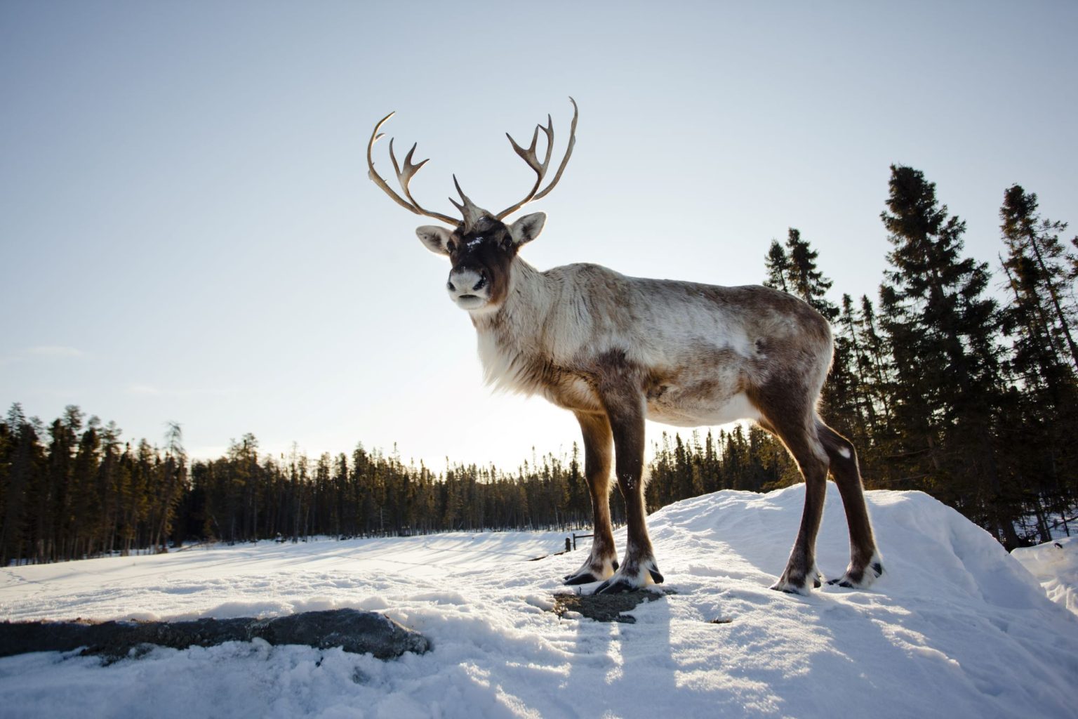Wildlife Observation in Quebec: 2026 Guide | #ExperienceTransat