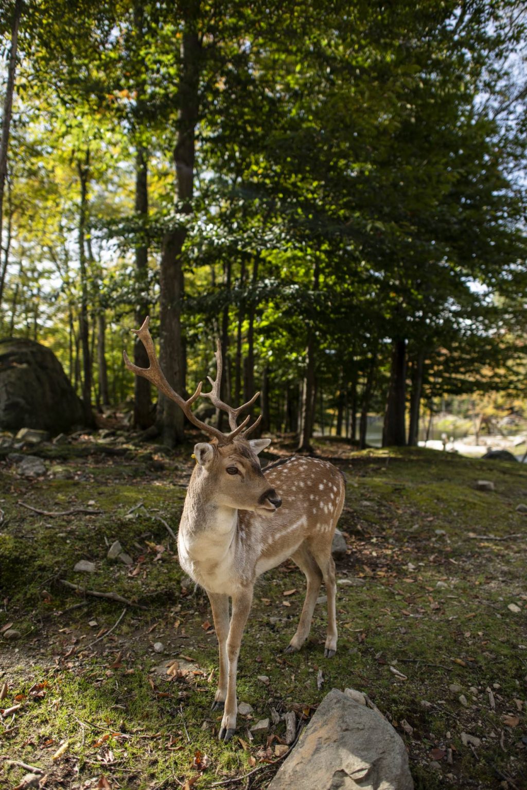 Wildlife Observation in Quebec: 2025 Guide | #ExperienceTransat