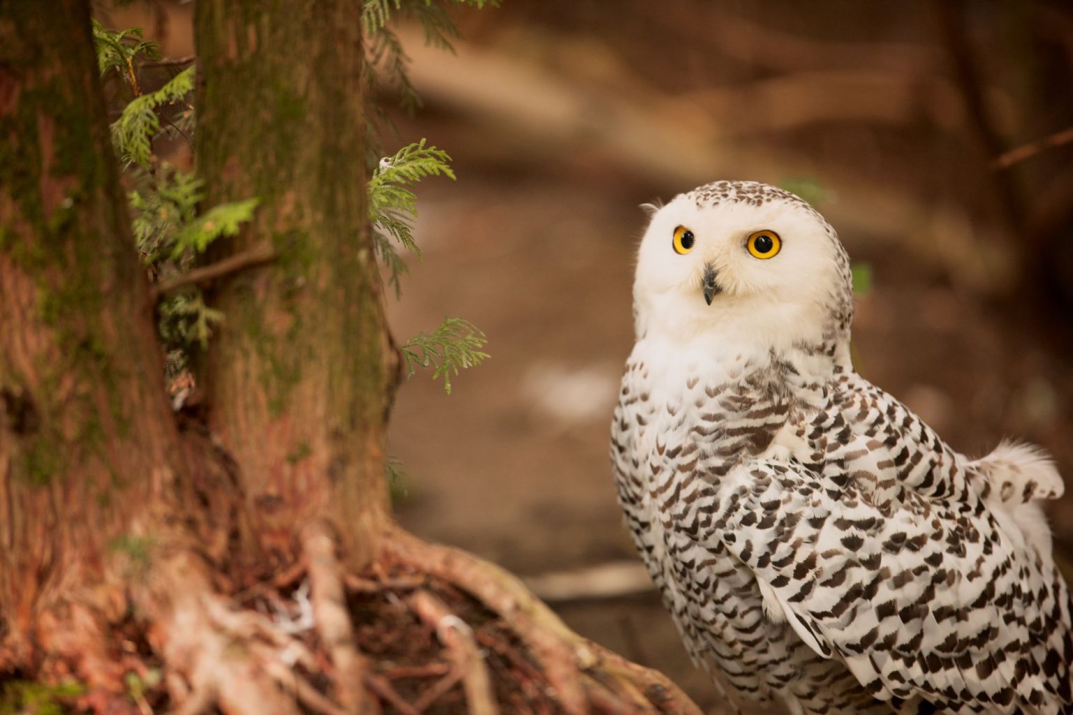 Wildlife Observation in Quebec: 2025 Guide | #ExperienceTransat