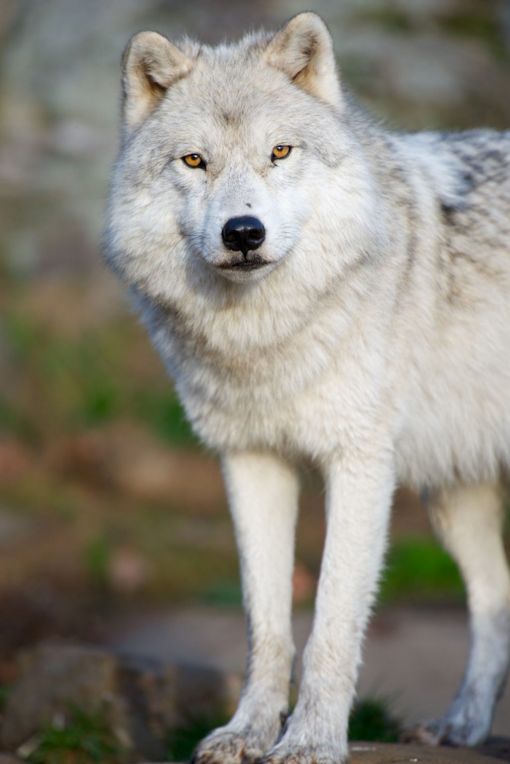 Voir les animaux sauvages au Québec en 2026 | #ExperienceTransat