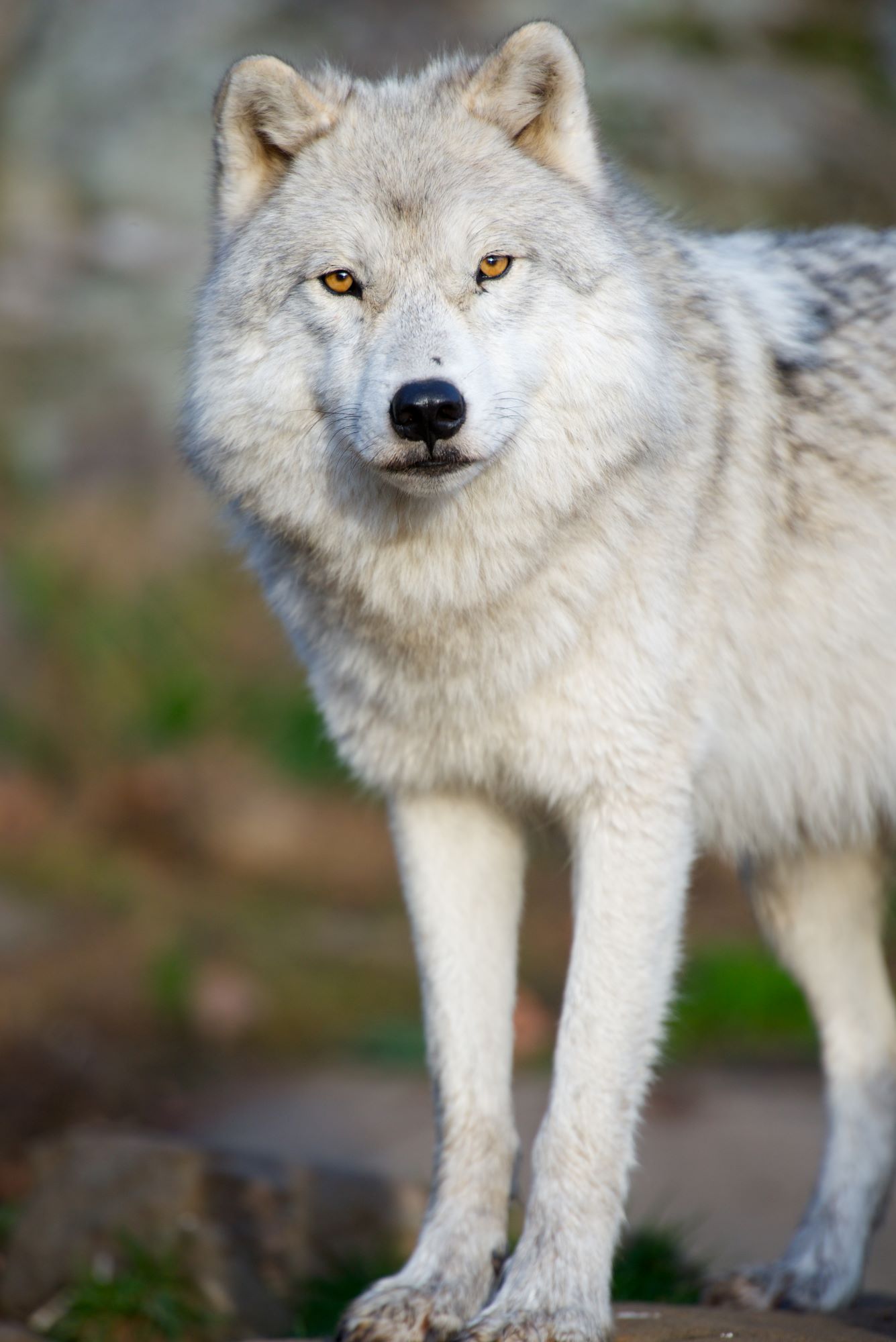 Wildlife Observation in Quebec: 2026 Guide | #ExperienceTransat