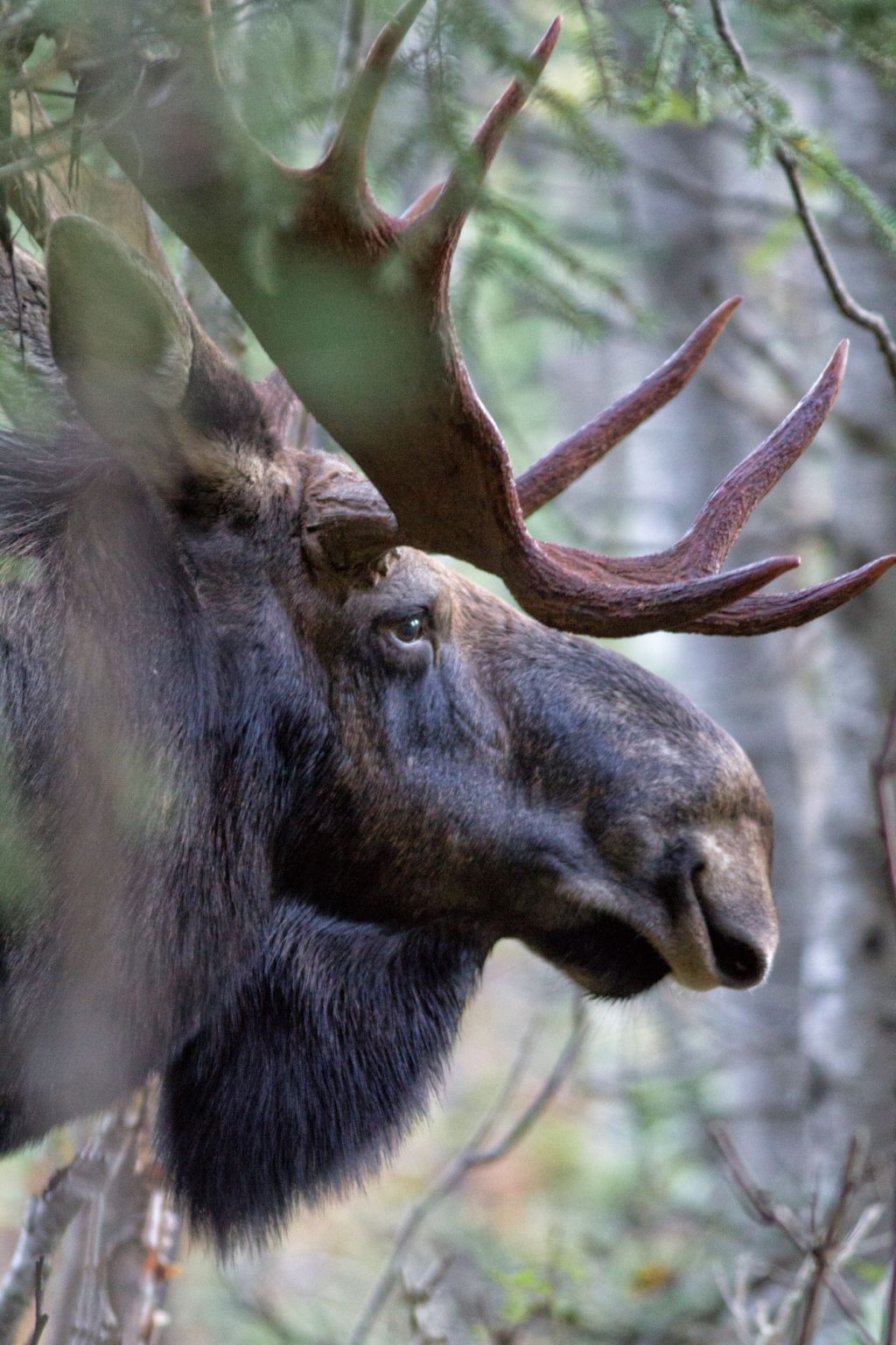 Wildlife Observation in Quebec: 2026 Guide | #ExperienceTransat
