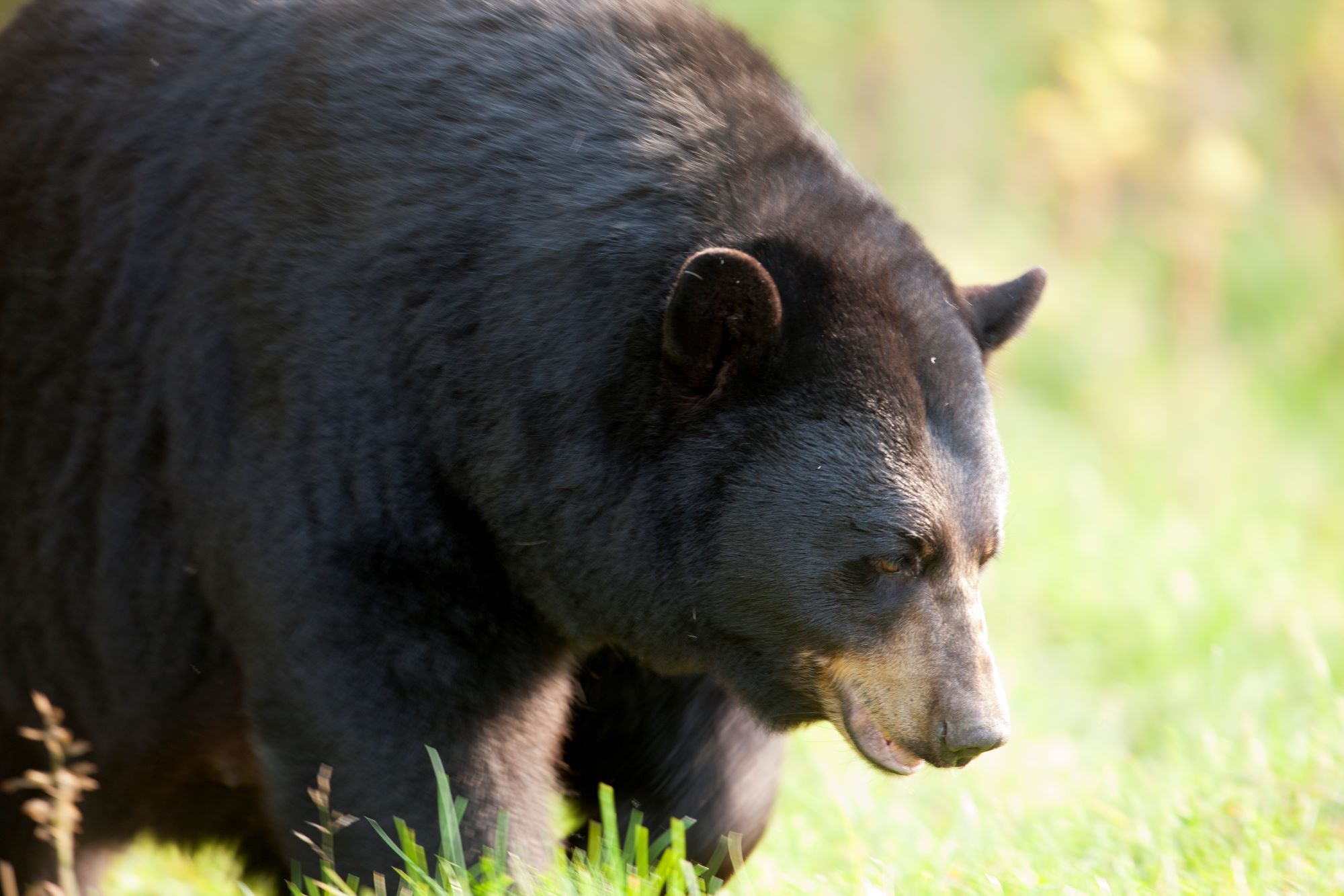 Voir les animaux sauvages au Québec en 2026 | #ExperienceTransat
