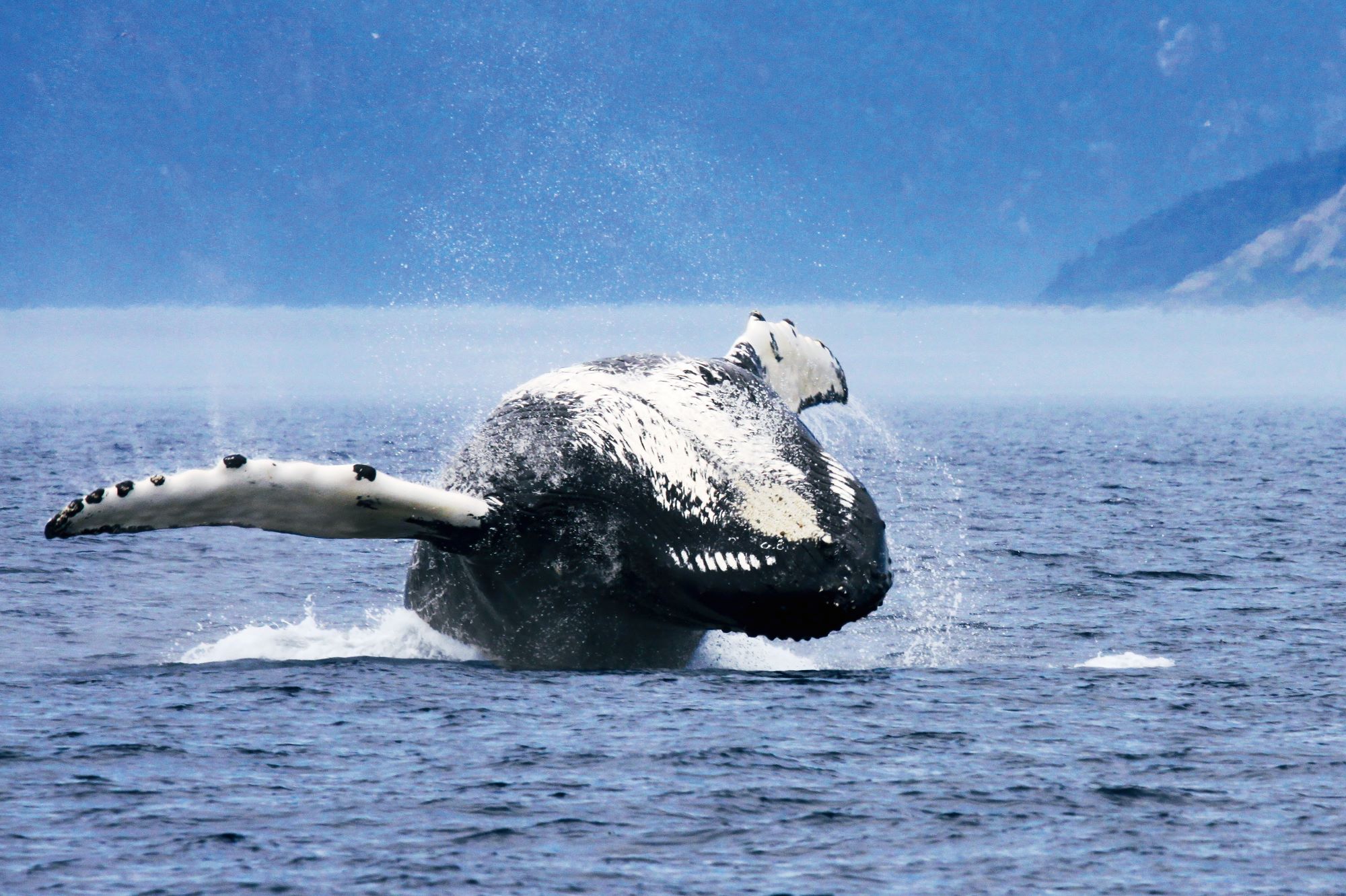 Wildlife Observation in Quebec: 2026 Guide | #ExperienceTransat