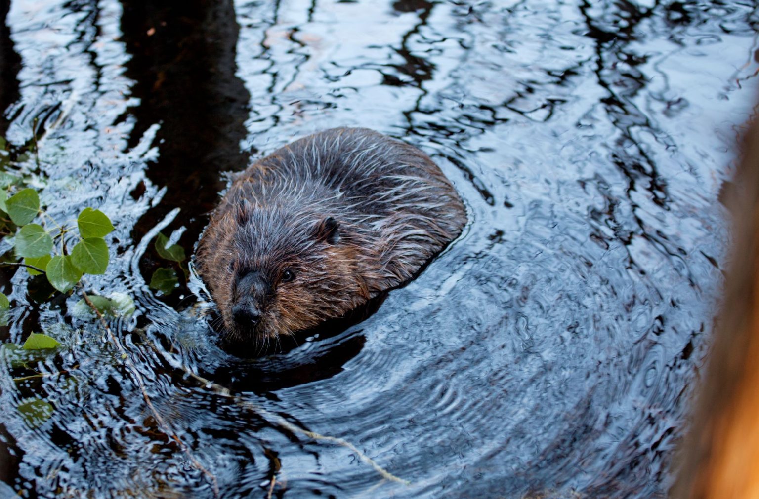 Wildlife Observation in Quebec: 2026 Guide | #ExperienceTransat