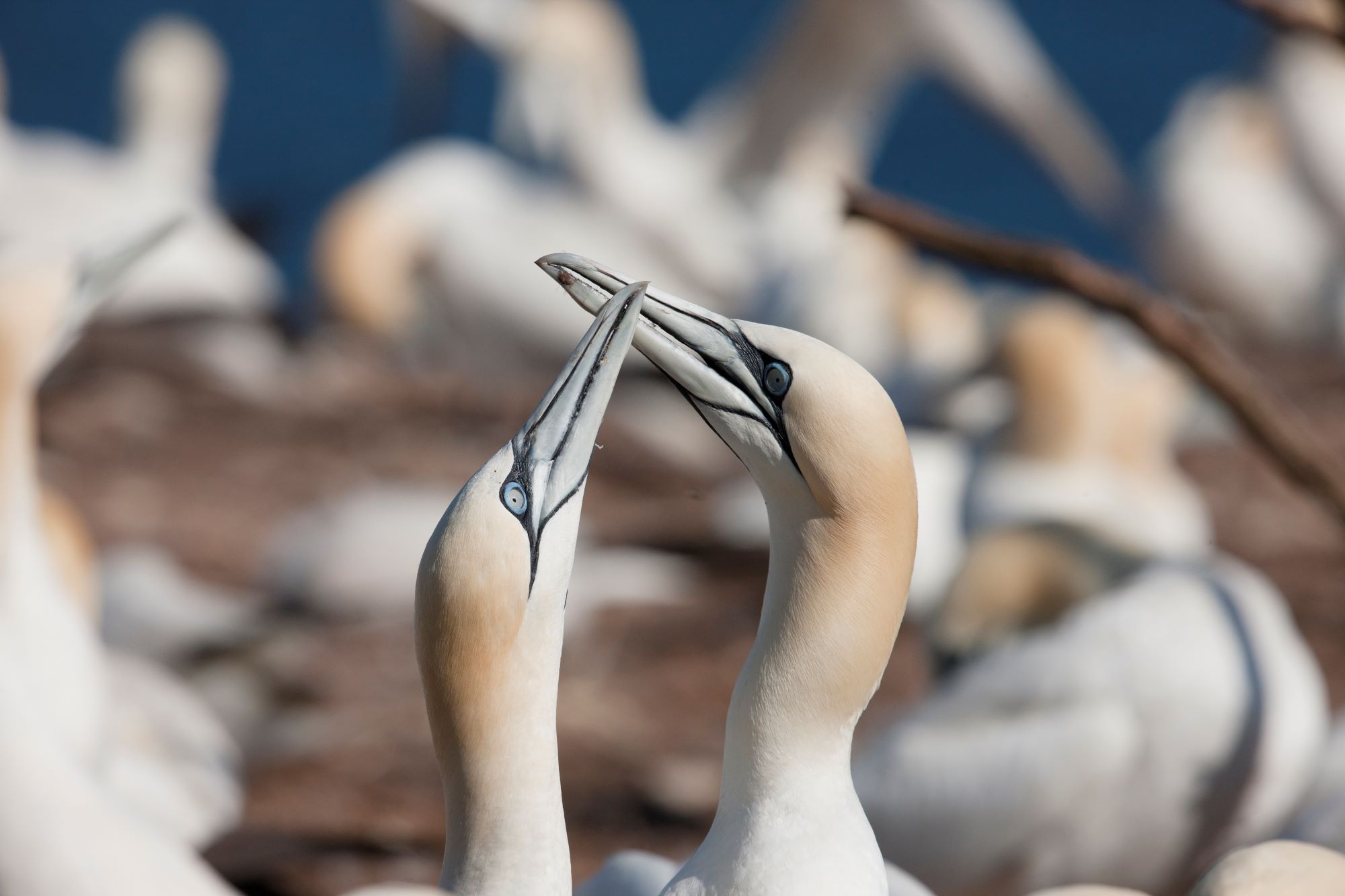 Wildlife Observation in Quebec: 2026 Guide | #ExperienceTransat