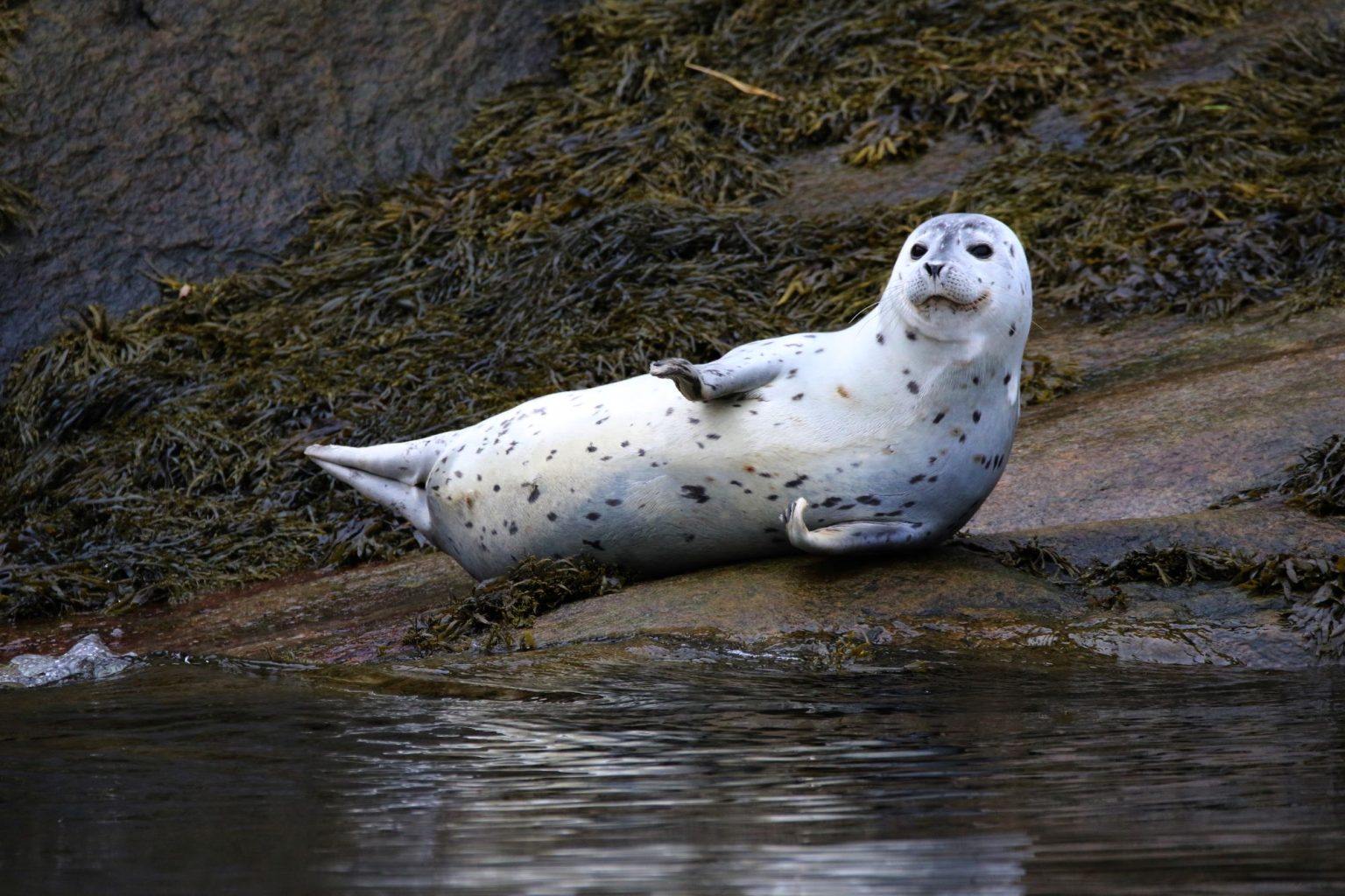 Wildlife Observation in Quebec: 2026 Guide | #ExperienceTransat