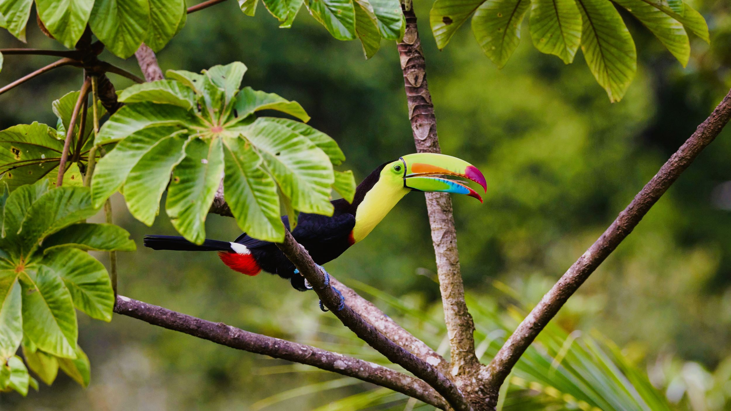 Ecotourism in Costa Rica: 2025 Travel Guide | #ExperienceTransat