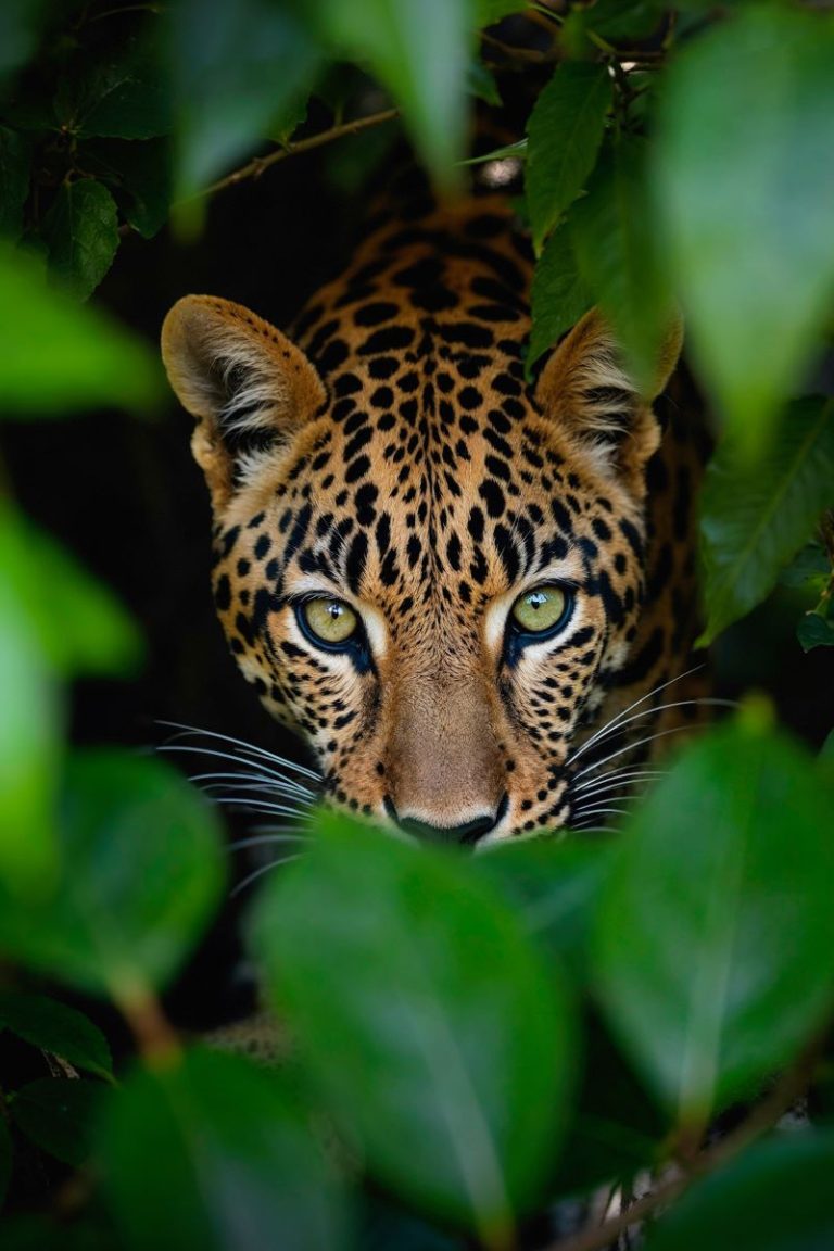 Quoi faire au Guyana, en Amérique du Sud | #ExperienceTransat